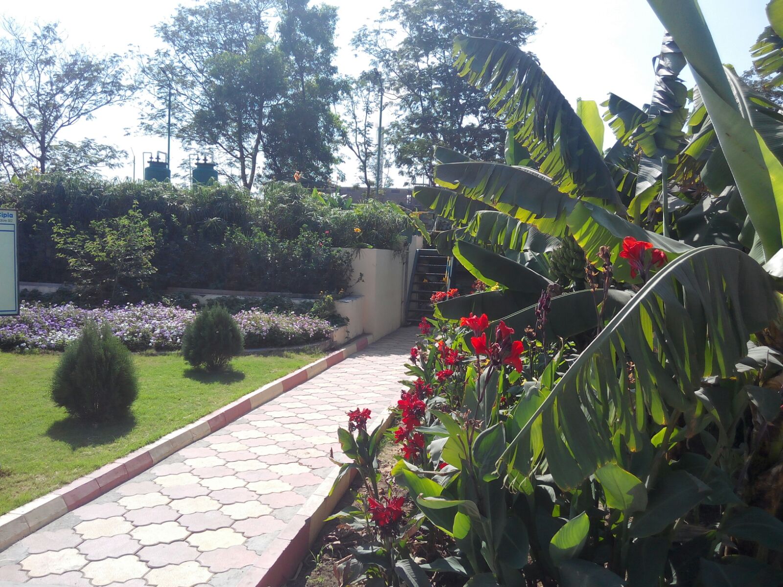 Go Green (Bio) STP at Cipla Indore – Go Green Solutions Pvt. Ltd.